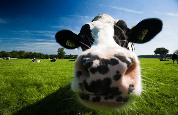 Has agritech startup Mastiline found the golden udder? - Silicon Canals