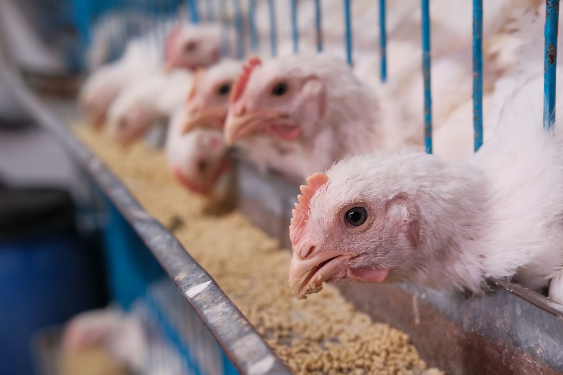 The United States keeps roughly 374 million laying hens, and over 60% ...